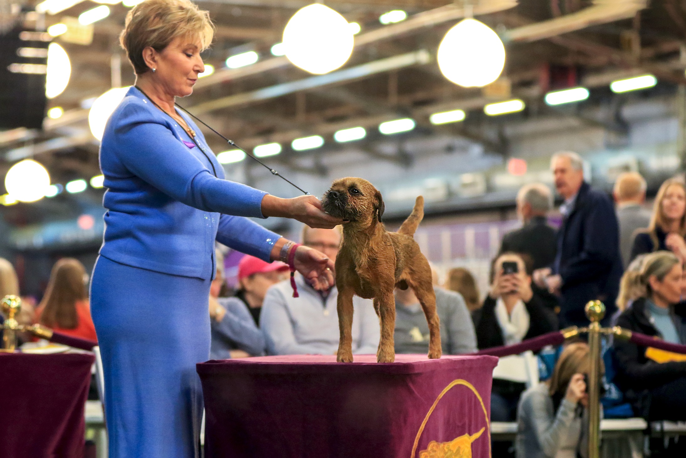COVID 19 Forces Postponement Of Westminster Kennel Club Dog Show Pet Age COVID 19 Forces Postponement Of Westminster Kennel Club Dog Show Pet Age