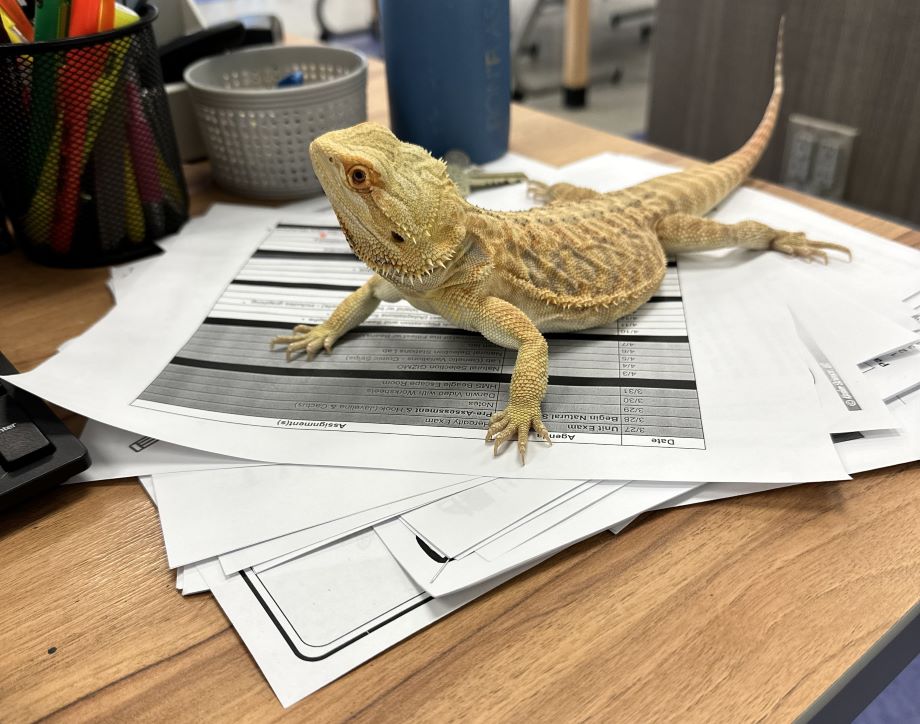 Kira Rose bearded dragon pets in the classroom Pet Age