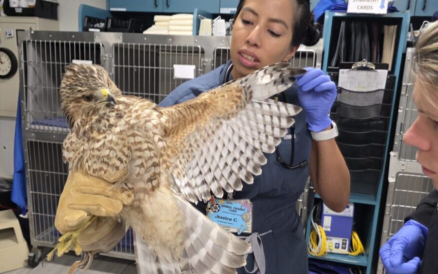 Animal Emergency of South Orange County Highlights 24 7 Emergency Pet ...